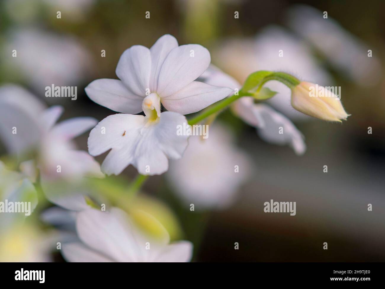 orchid (Calanthe Harrisii, Calanthe 'Harrisii'), flowers of cultivar ...