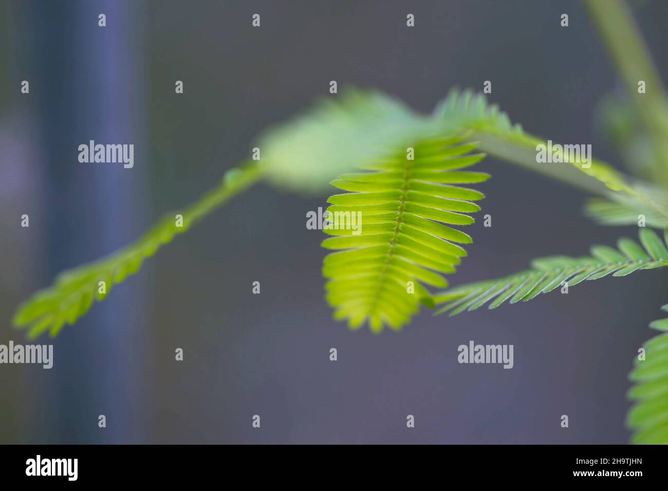 sensitive plant, Touch-me-not (Mimosa pudica), leaves, Germany, Hamburg ...