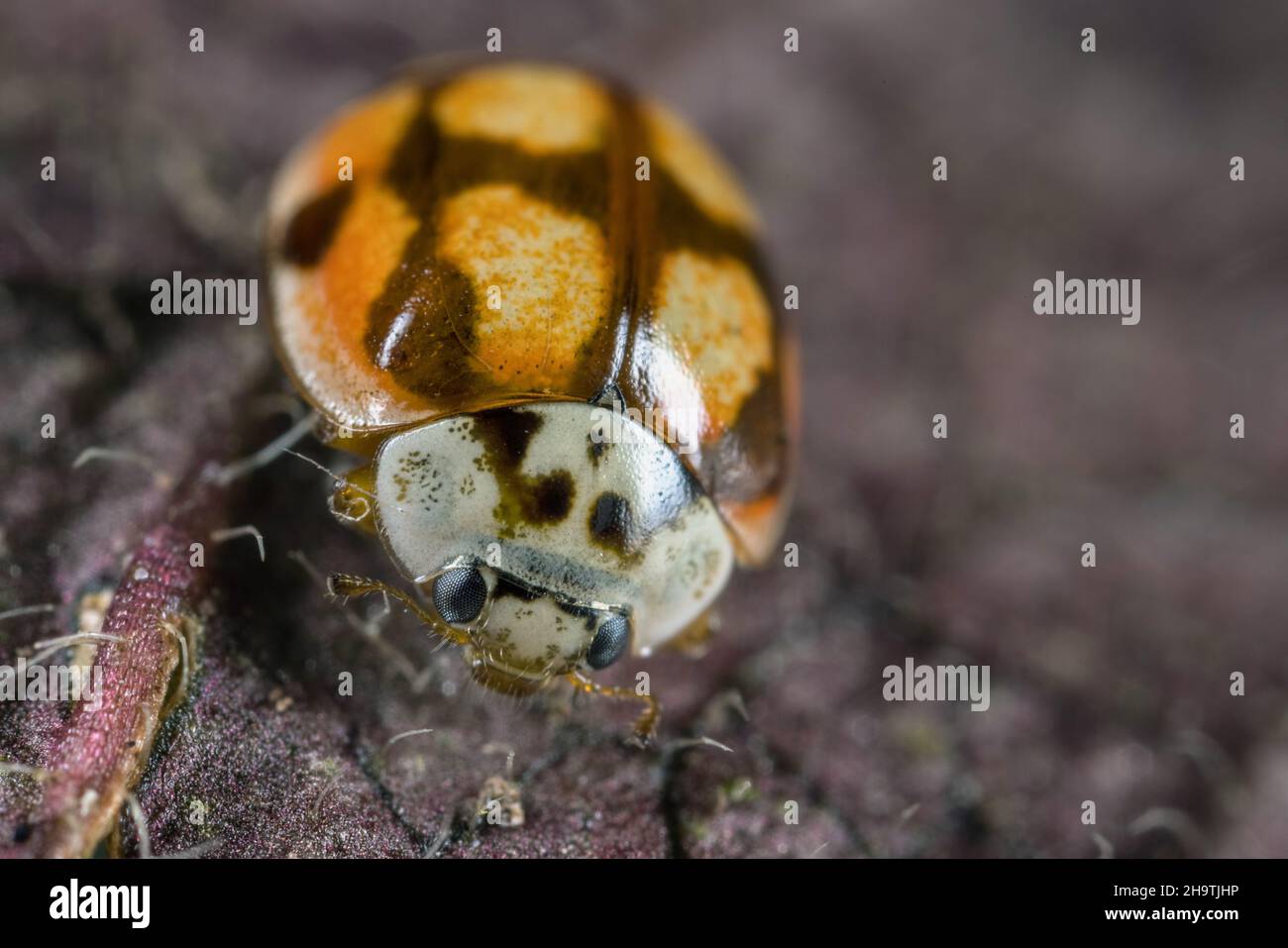 ten-spot ladybird (Adalia decempunctata), colour morph, Germany Stock ...