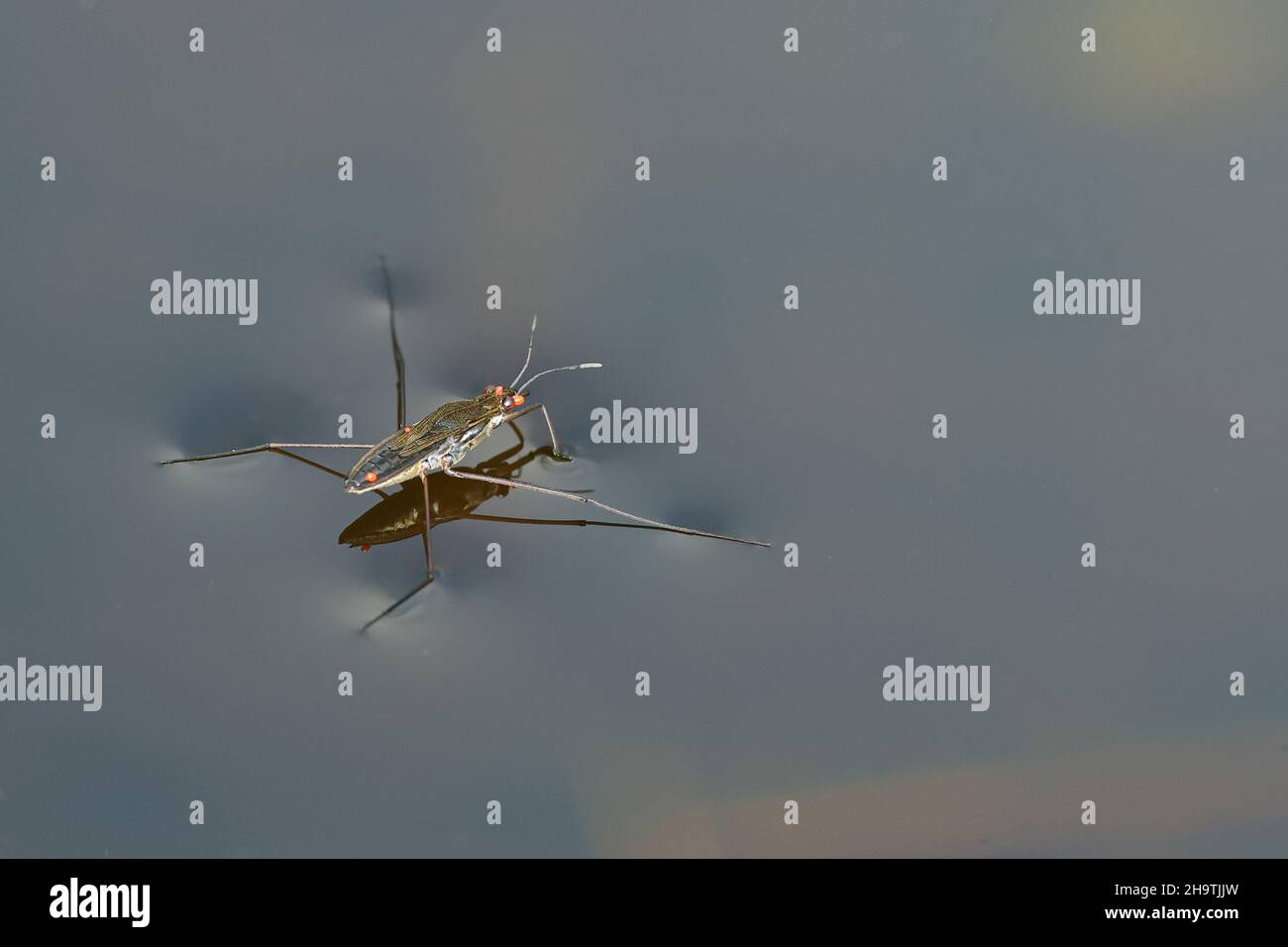 pond skater, water strider, pond skipper (Gerris spec.), with red mites ...