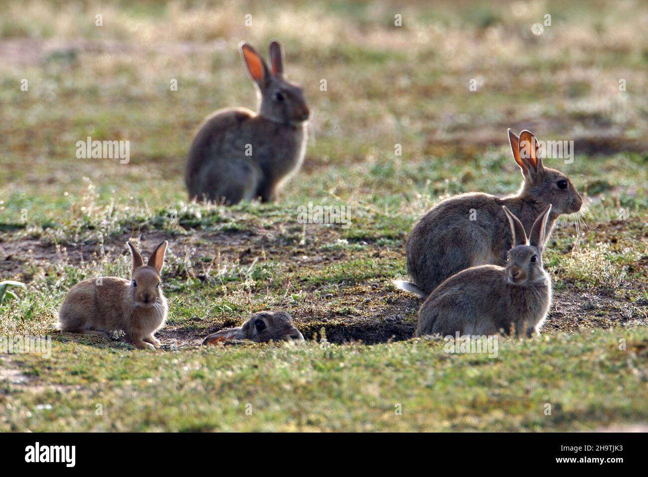 European rabbit (Oryctolagus cuniculus), group at the den, Germany ...