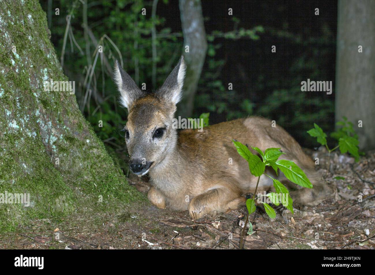 Deer lying hi-res stock photography and images - Alamy