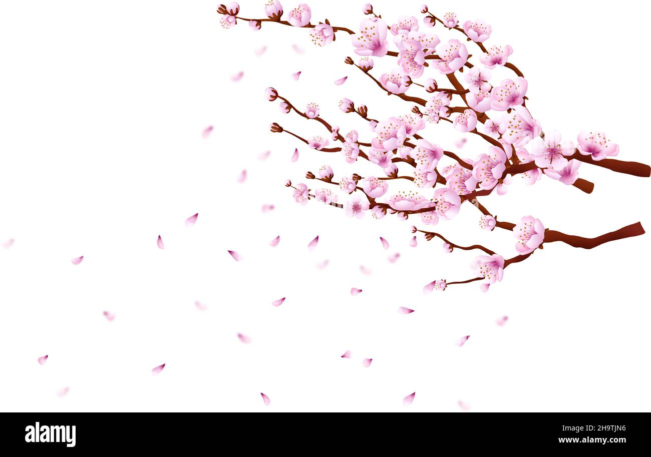 Blooming sacura branch. Japanese cherry blossom tree isolated on white ...