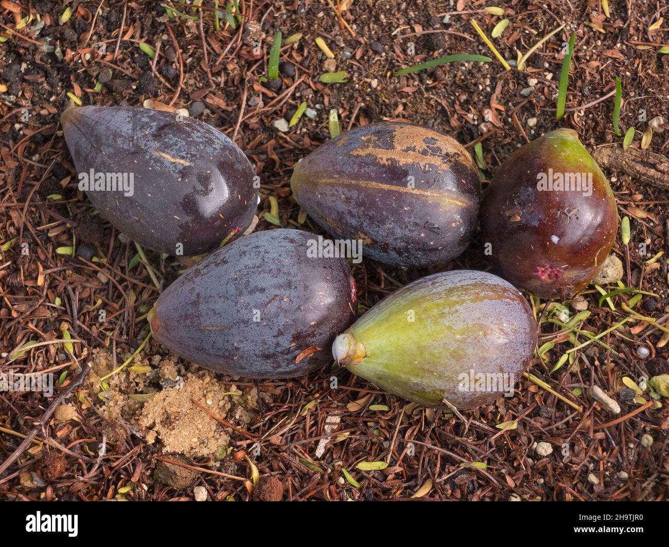 Edible fig, Common fig, Figtree (Ficus carica), mature figs i n the ...