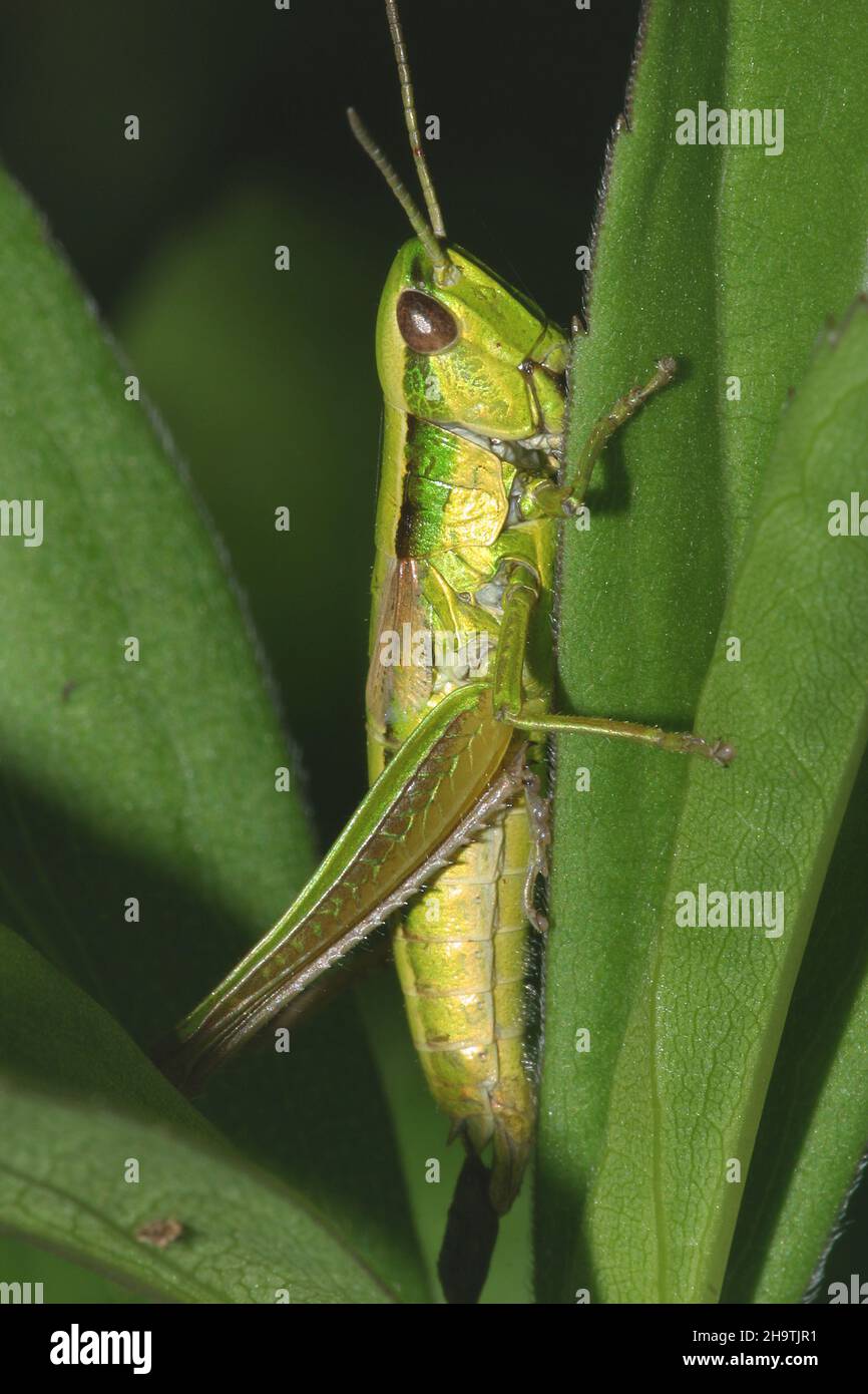 small gold grasshopper (Chrysochraon brachypterus, Euthystira ...