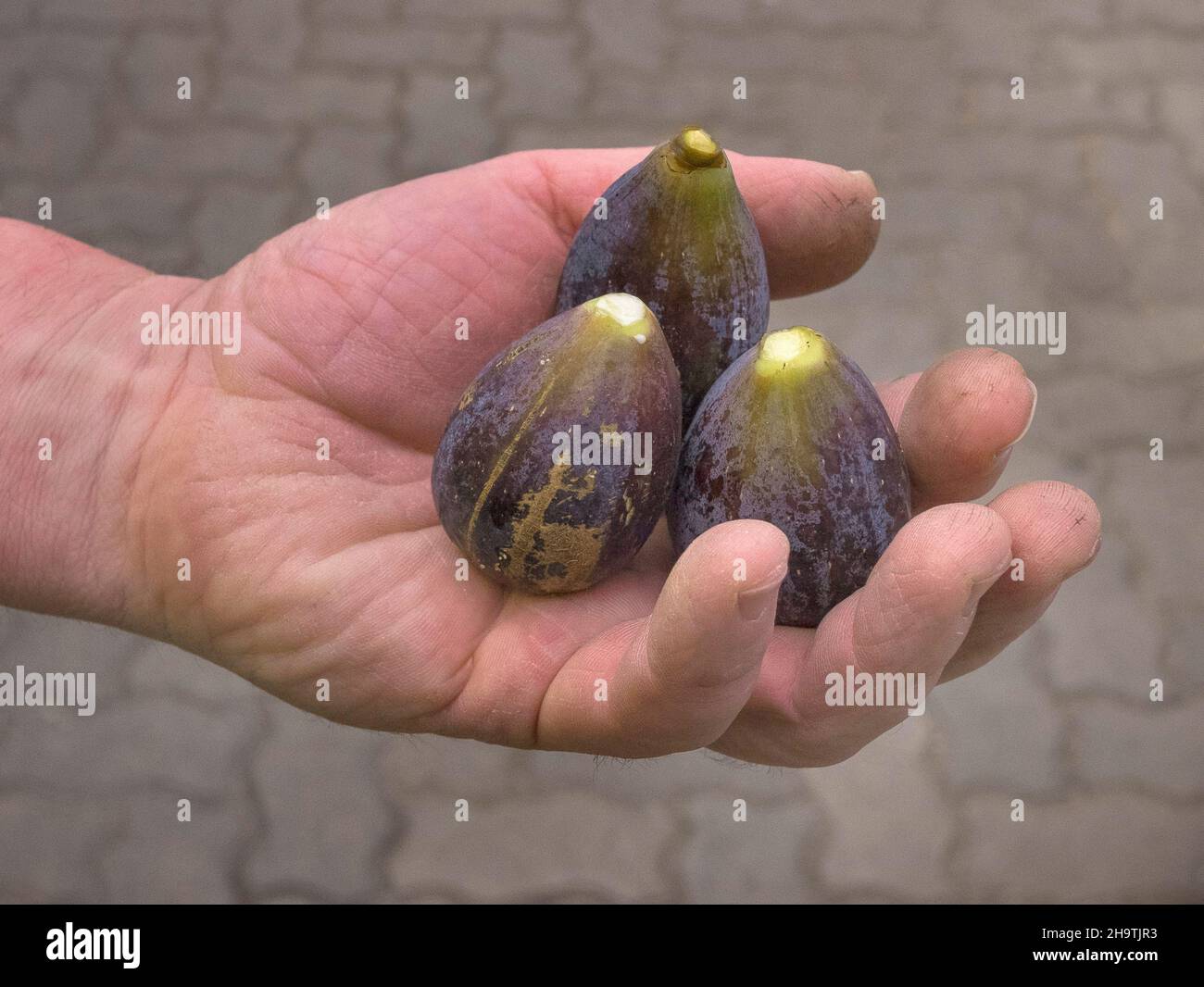 Edible fig, Common fig, Figtree (Ficus carica), three ripe fruits ...