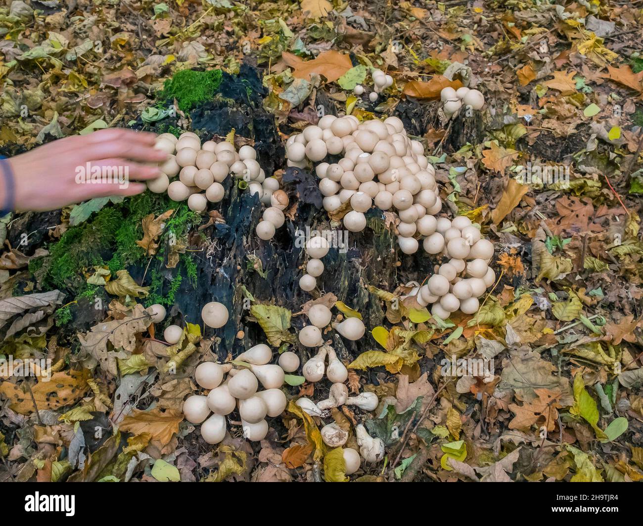 Young puffballs hi-res stock photography and images - Alamy