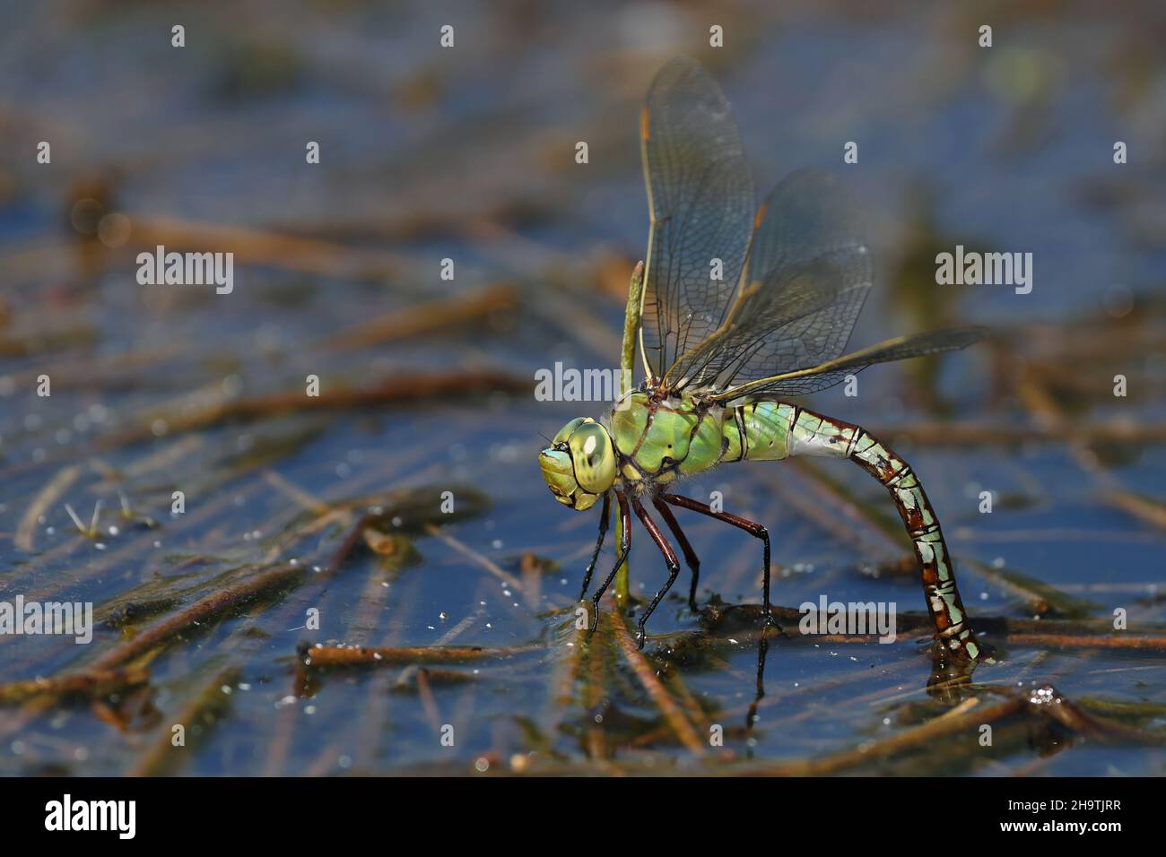 Dragonfly Eggs In Water