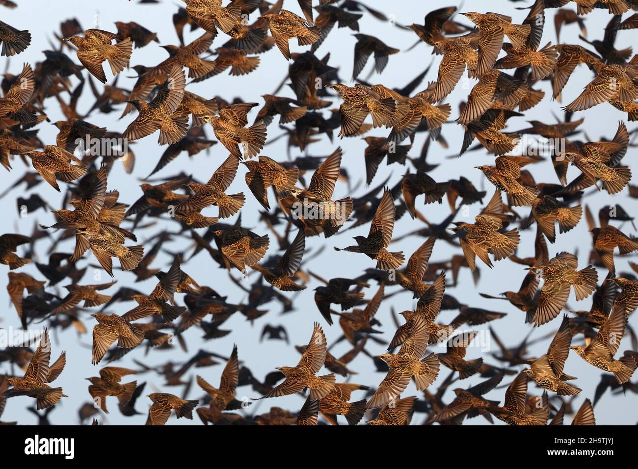 common starling (Sturnus vulgaris), flying flock, Netherlands, Texel ...