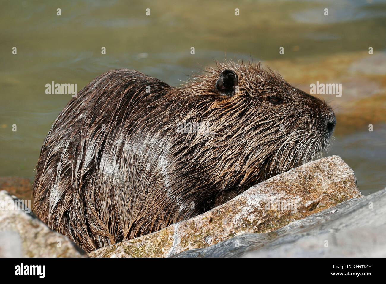 coypu, nutria (Myocastor coypus), sitting on a stone at the shore, side ...