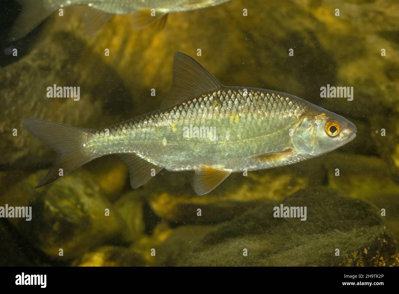 roach, Balkan roach (Rutilus rutilus, Leuciscus rutilus), lateral view ...