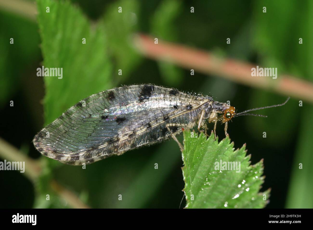Osmylid fly, Giant lacewing stream (Osmylus fulvicephalus, Osmylus ...