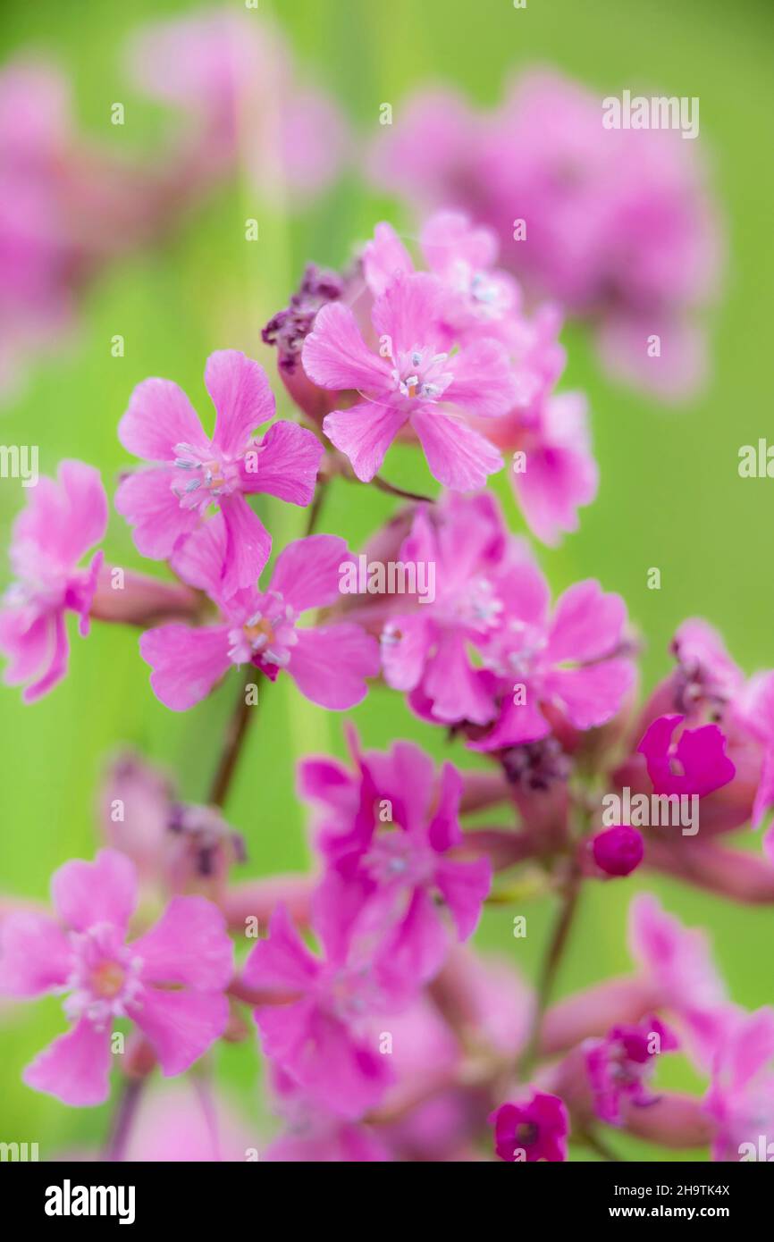 German catchfly, sticky catchfly (Lychnis viscaria, Silene viscaria ...