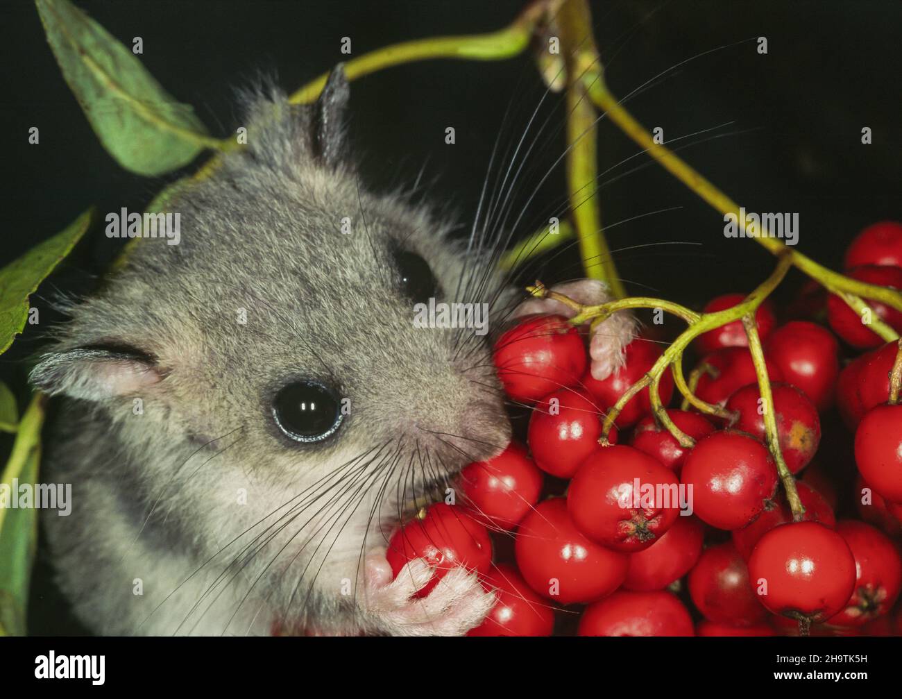 Rowan commoner hi-res stock photography and images - Alamy