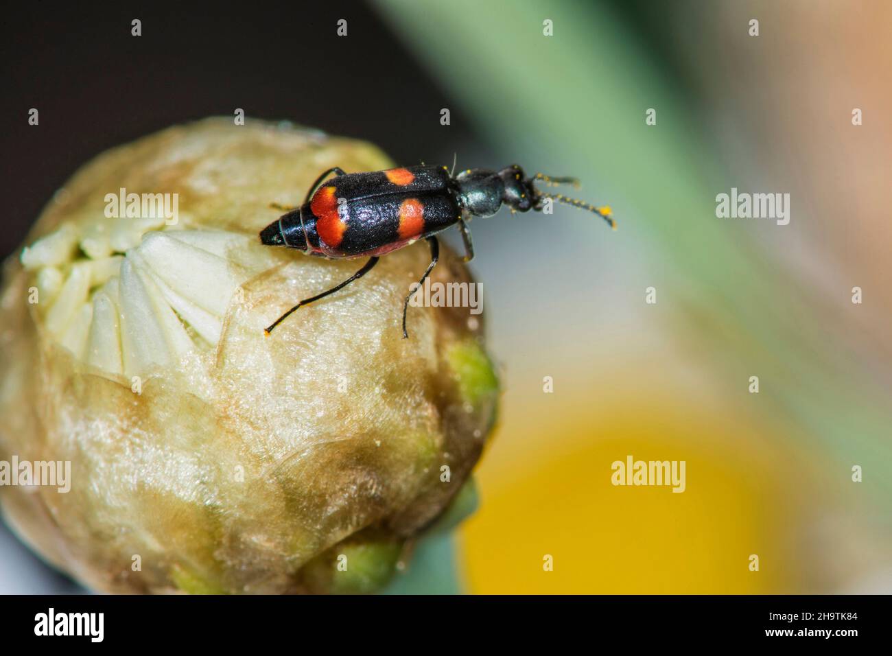 Anthocomus fasciatus hi-res stock photography and images - Alamy