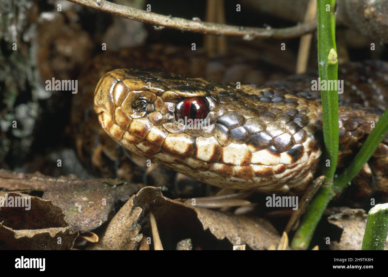 Adder, common viper, common European viper, common viper (Vipera berus ...