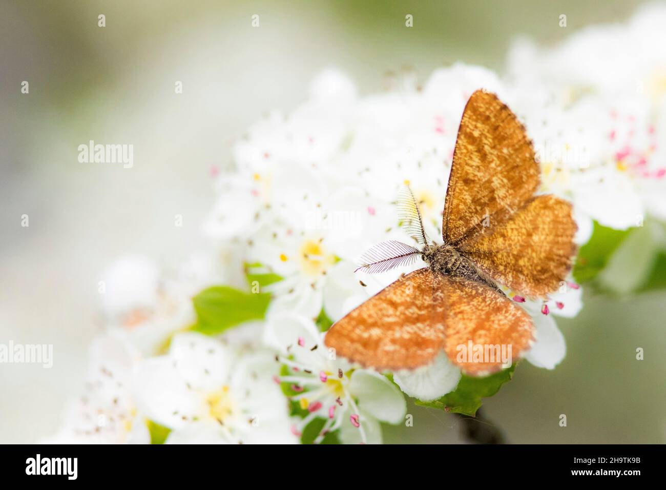 common heath (Ematurga atomaria), sits on pear flowers, Germany ...