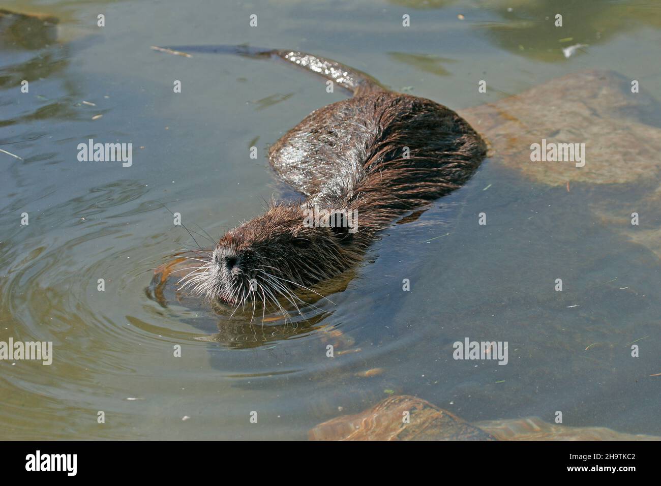 coypu, nutria (Myocastor coypus), swimming, front view, Germany Stock ...