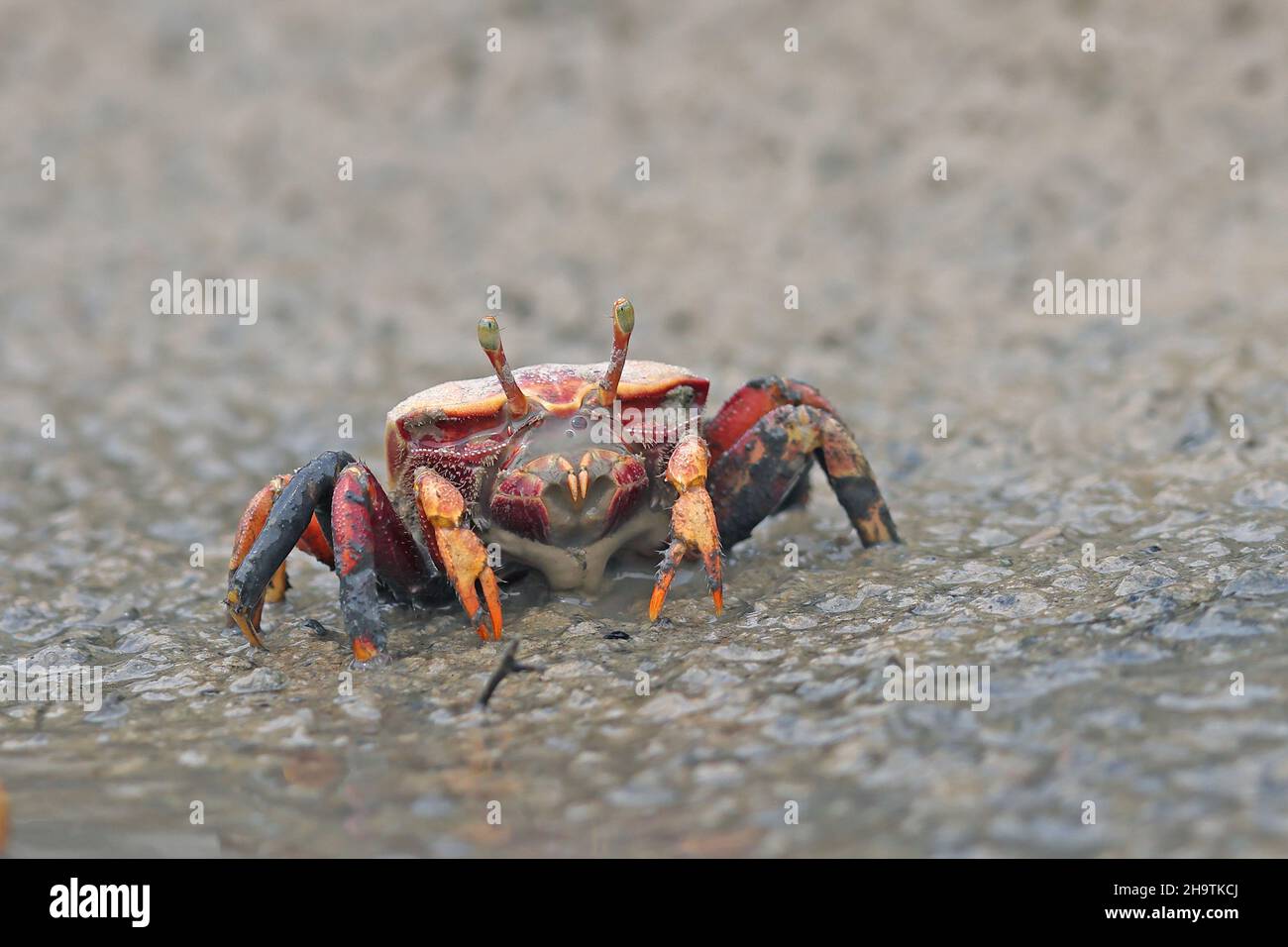Moroccan fiddler crab, European Fiddler Crab (Uca tangeri), female ...
