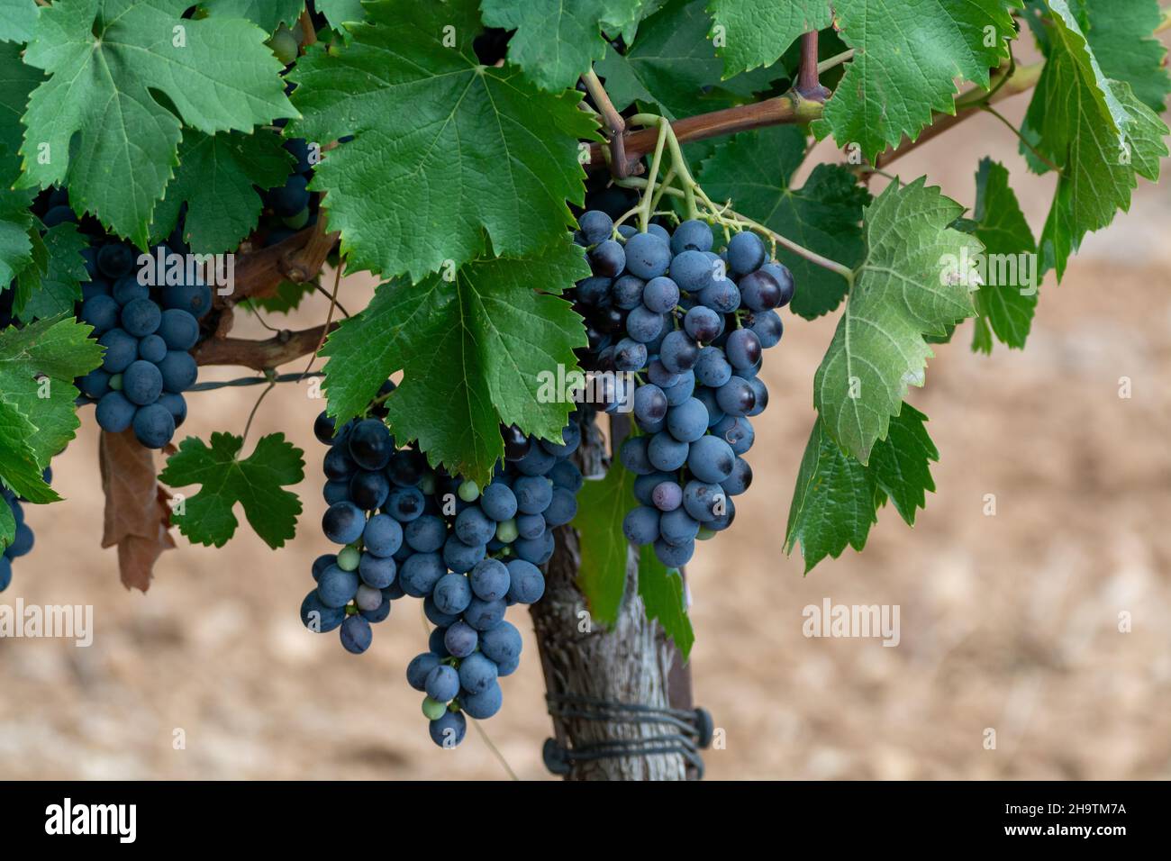 Ripe black or blue syrah or grenache wine grapes using for making rose ...