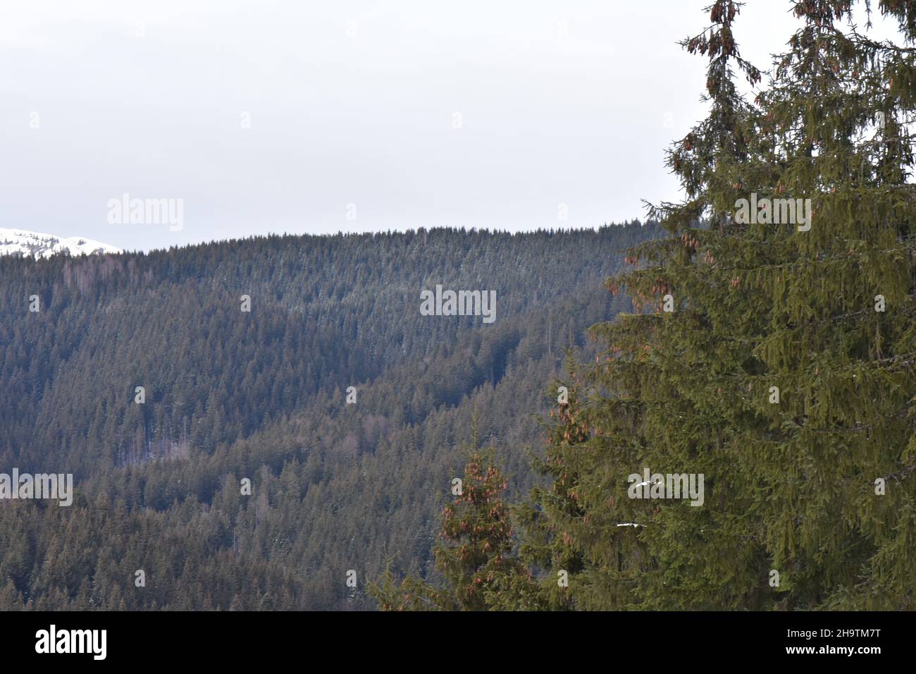 Fascinating winter landscape of mountains with snow and pine trees ...