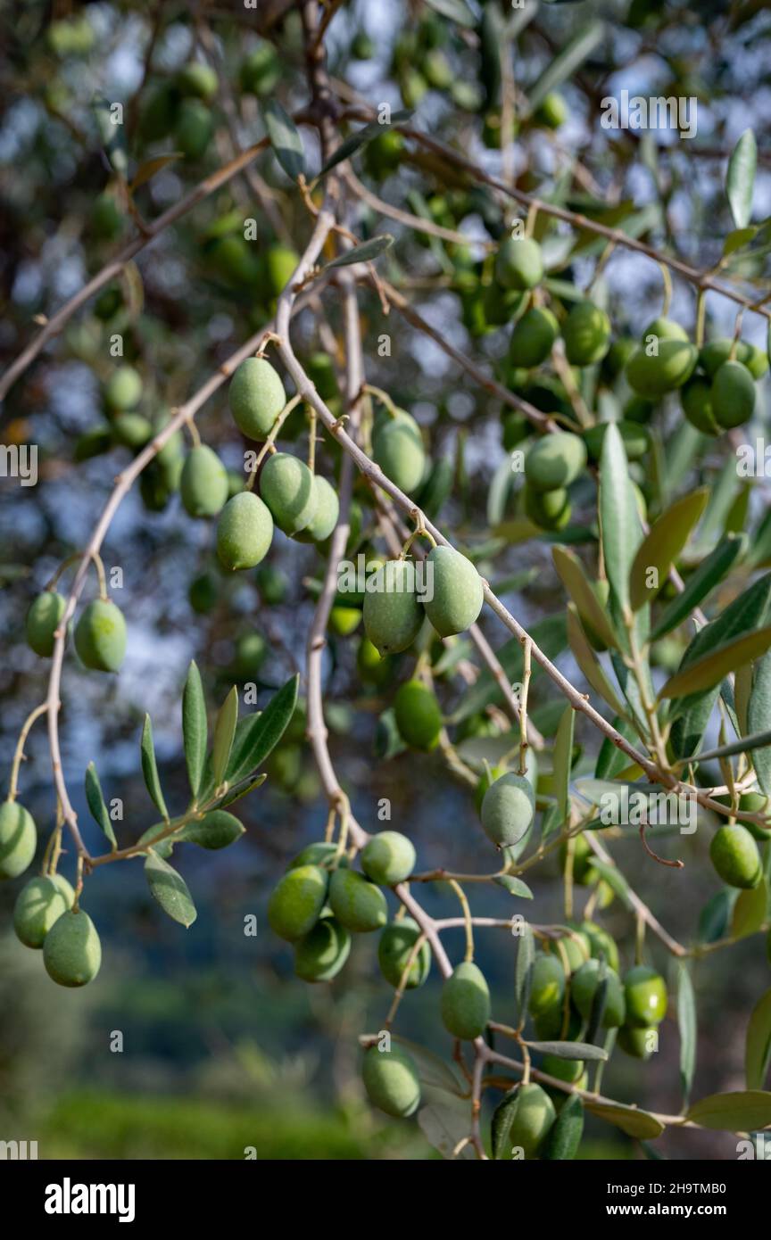 Fresh green olives hanging on hi-res stock photography and images - Alamy