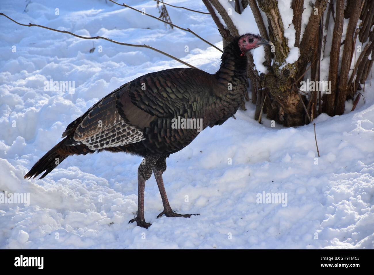 A wild turkey in winter Stock Photo - Alamy