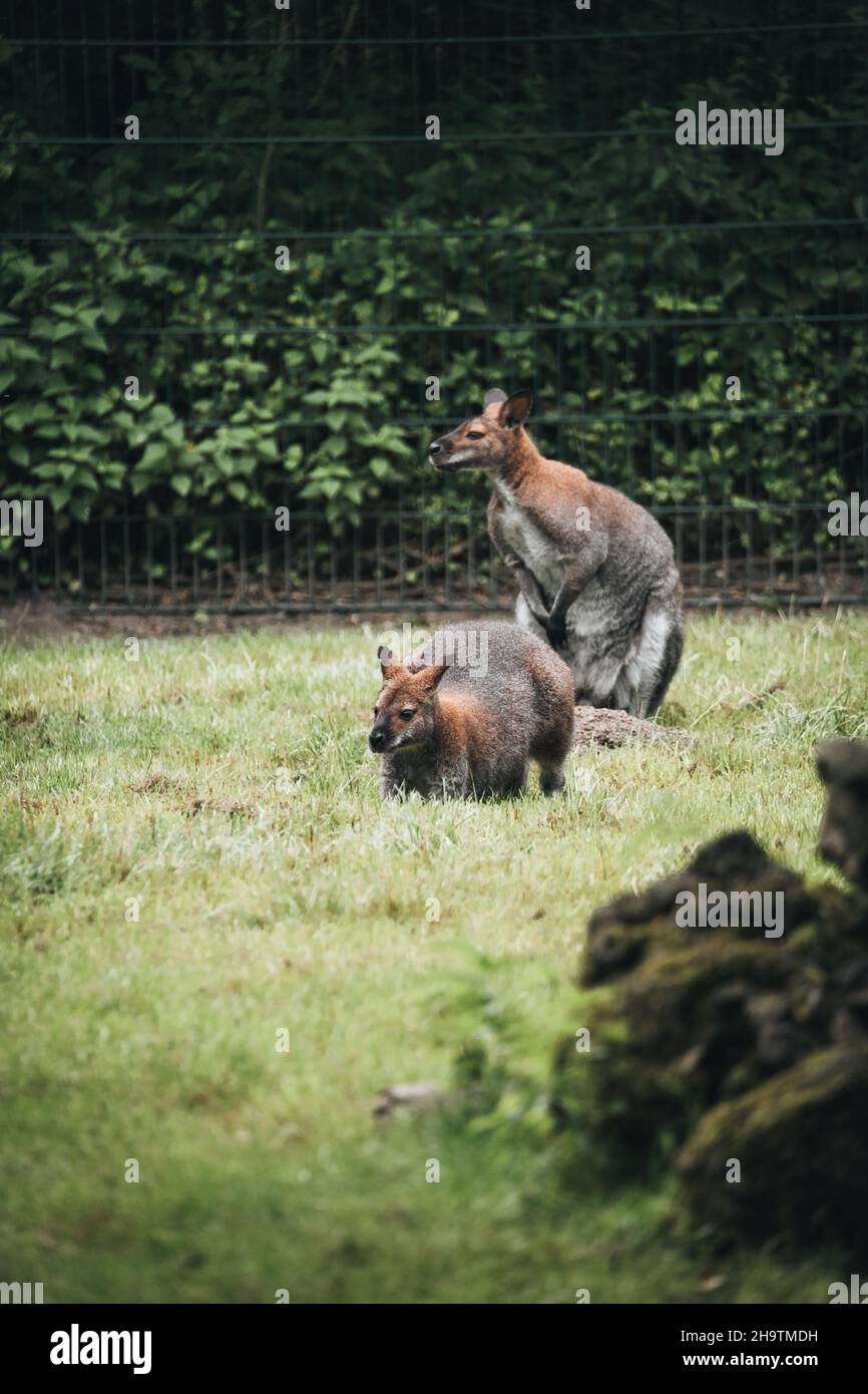 Brush wallabies hi-res stock photography and images - Alamy