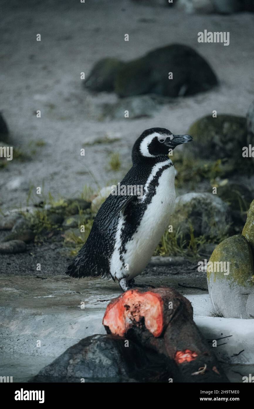 Vertical shot of an African penguin in the zoo Stock Photo - Alamy