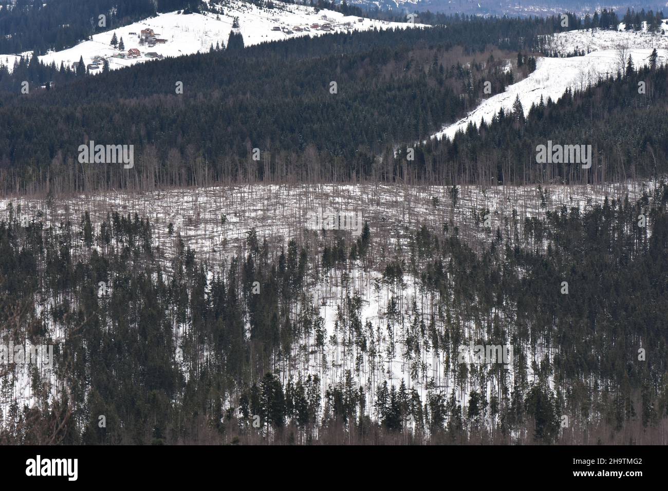 Fascinating winter landscape of mountains with snow and pine trees ...