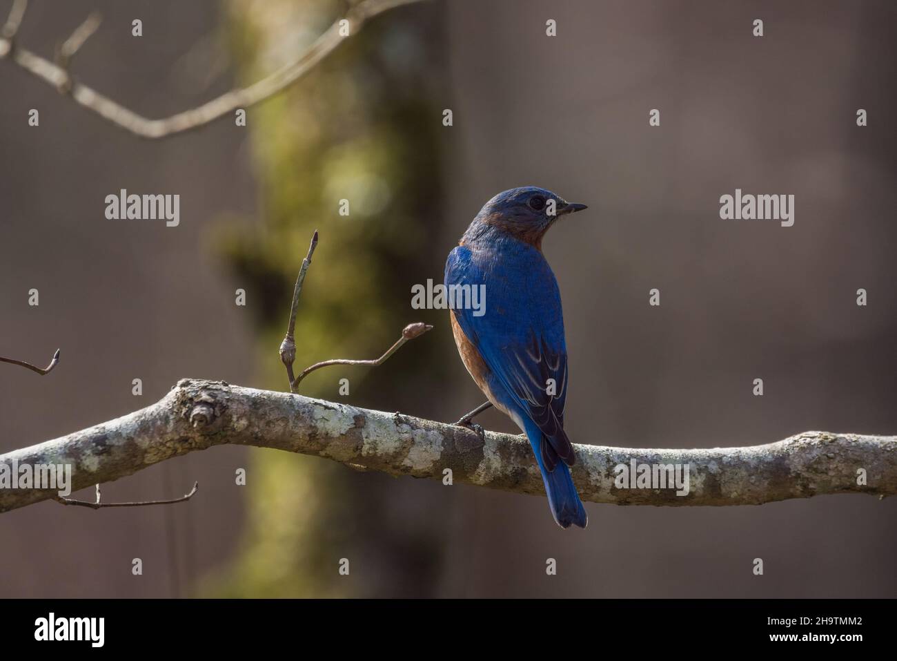 A male eastern bluebird in plumage perched high up on a tree branch ...