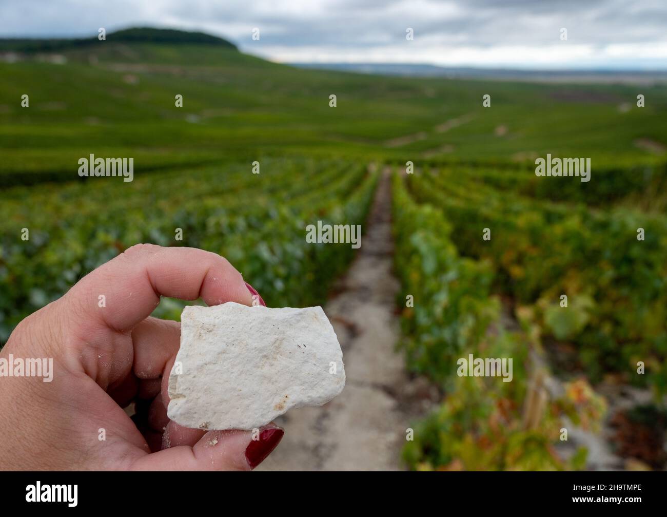 Hand with white chalk stones from soils of Cote des Blancs near Cramant ...