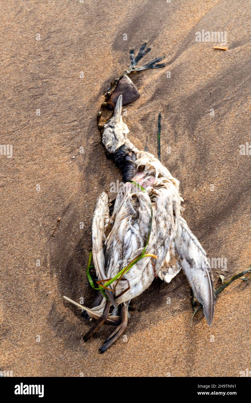 dead bird washed up on a beach, injured bird washed up on a shore in a ...
