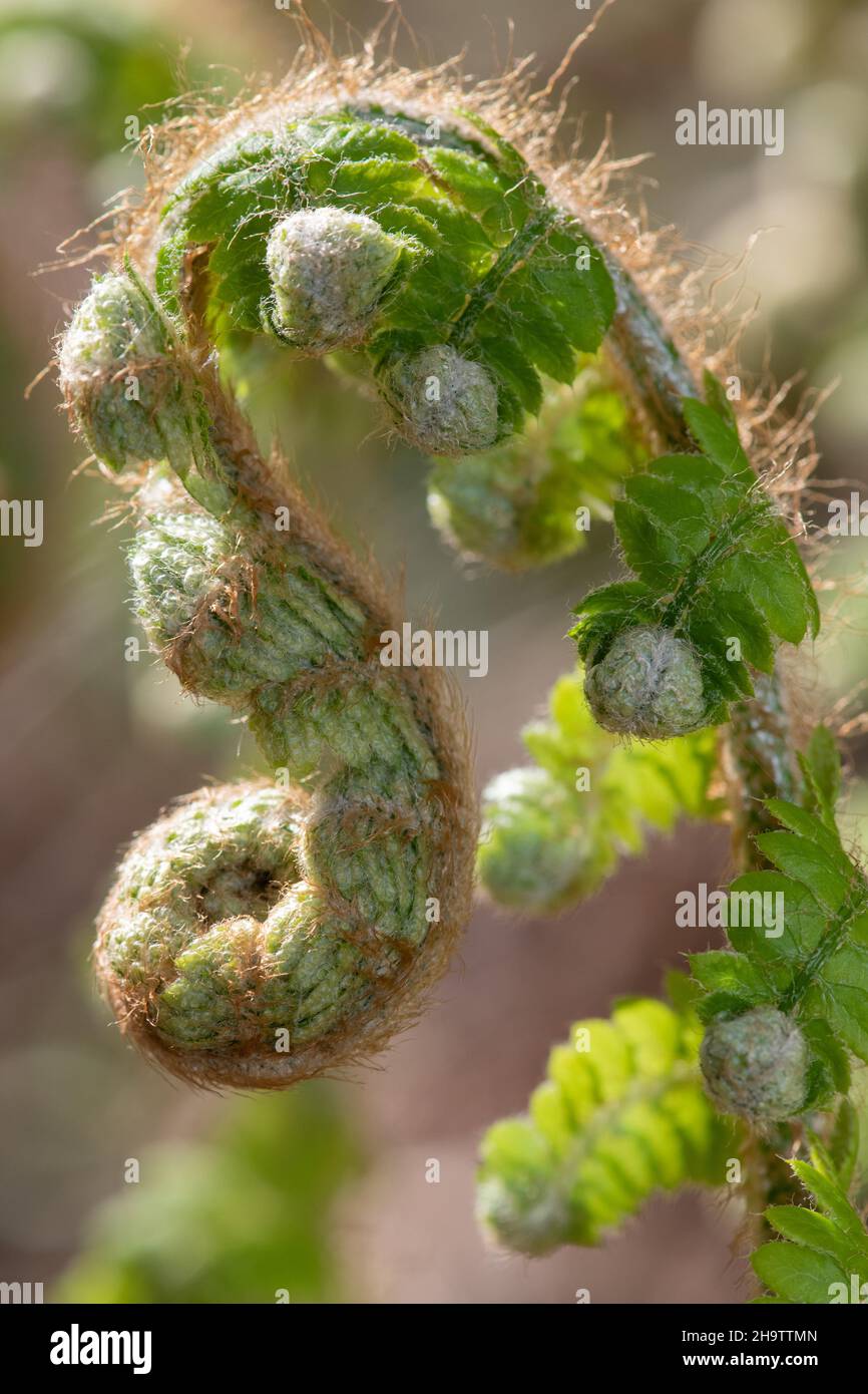 Close up of young shoots on a common bracken (pteridium aquilinum ...