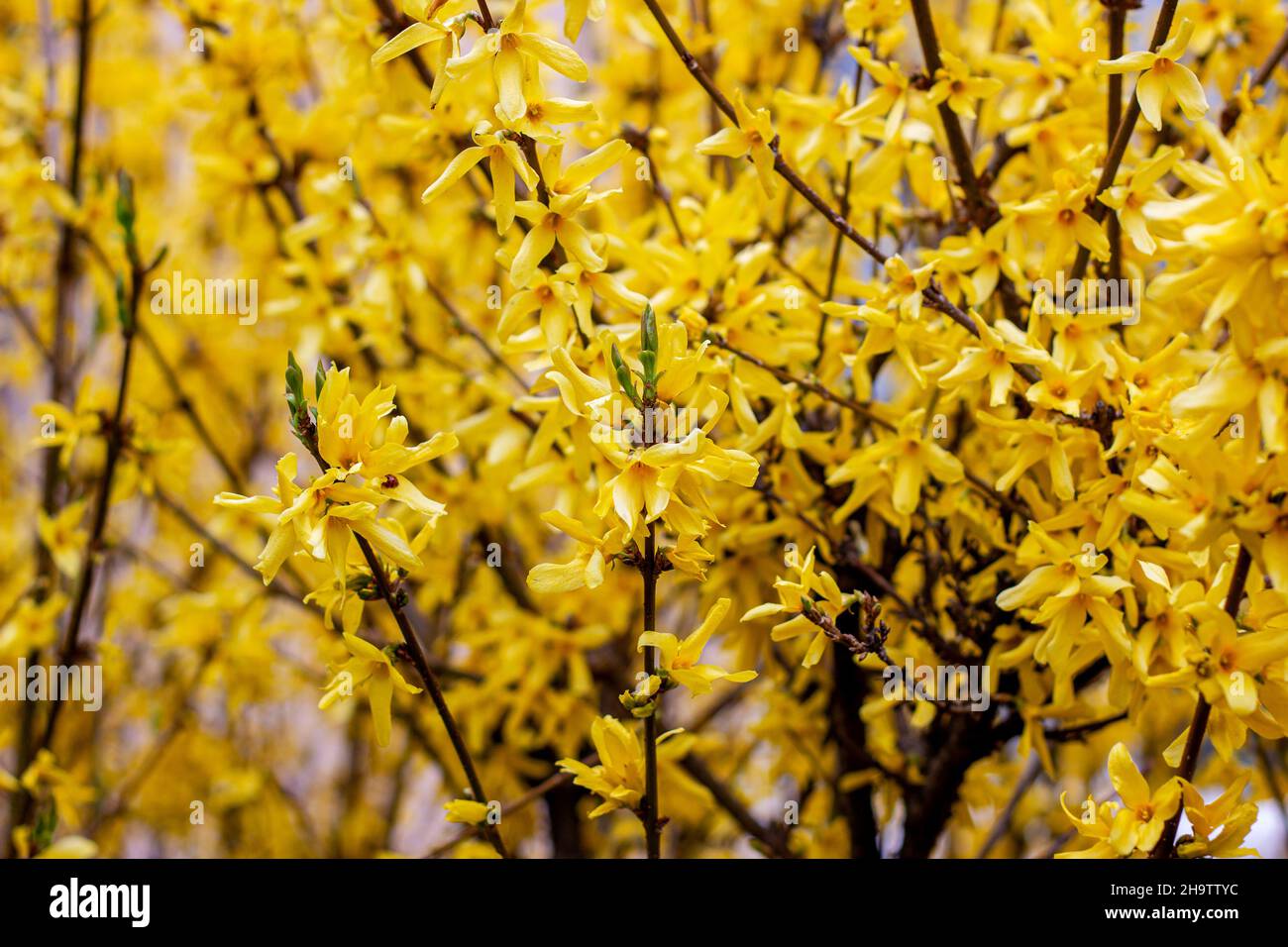 Bright yellow Forsythia bush flowers in the garden in spring season ...
