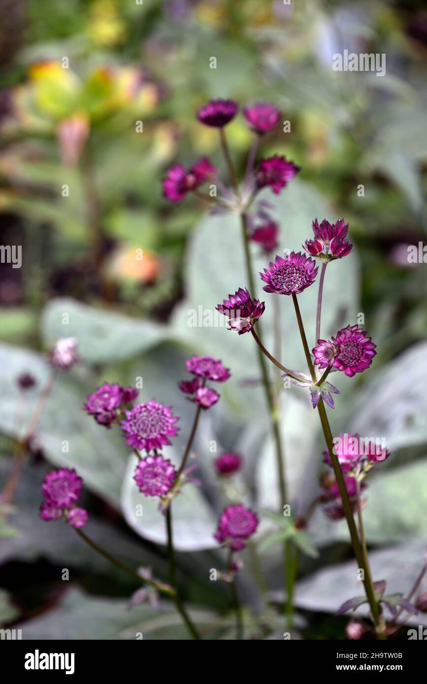 Astrantia major Gill Richardson Group,Astrantia major Gill Richardson ...