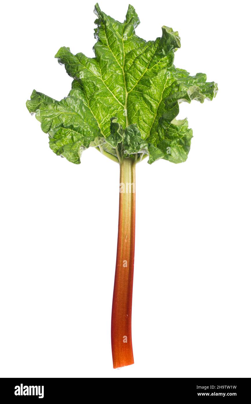 Rhubarb, white background, leaf, stem, homemade, one, vegetable ...