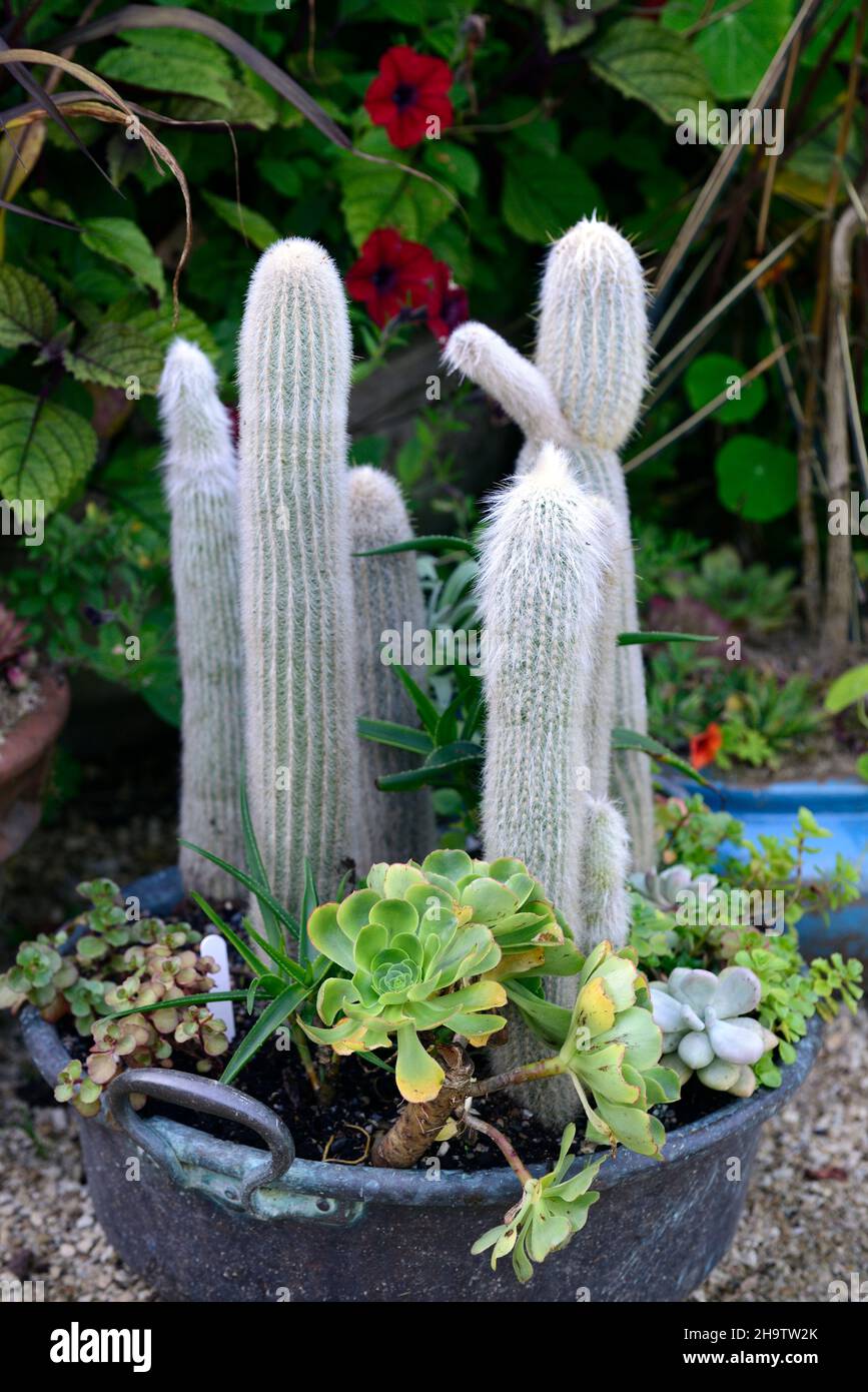 Cleistocactus strausii,aeonium,silver torch, wooly torch,cactus,cacti ...