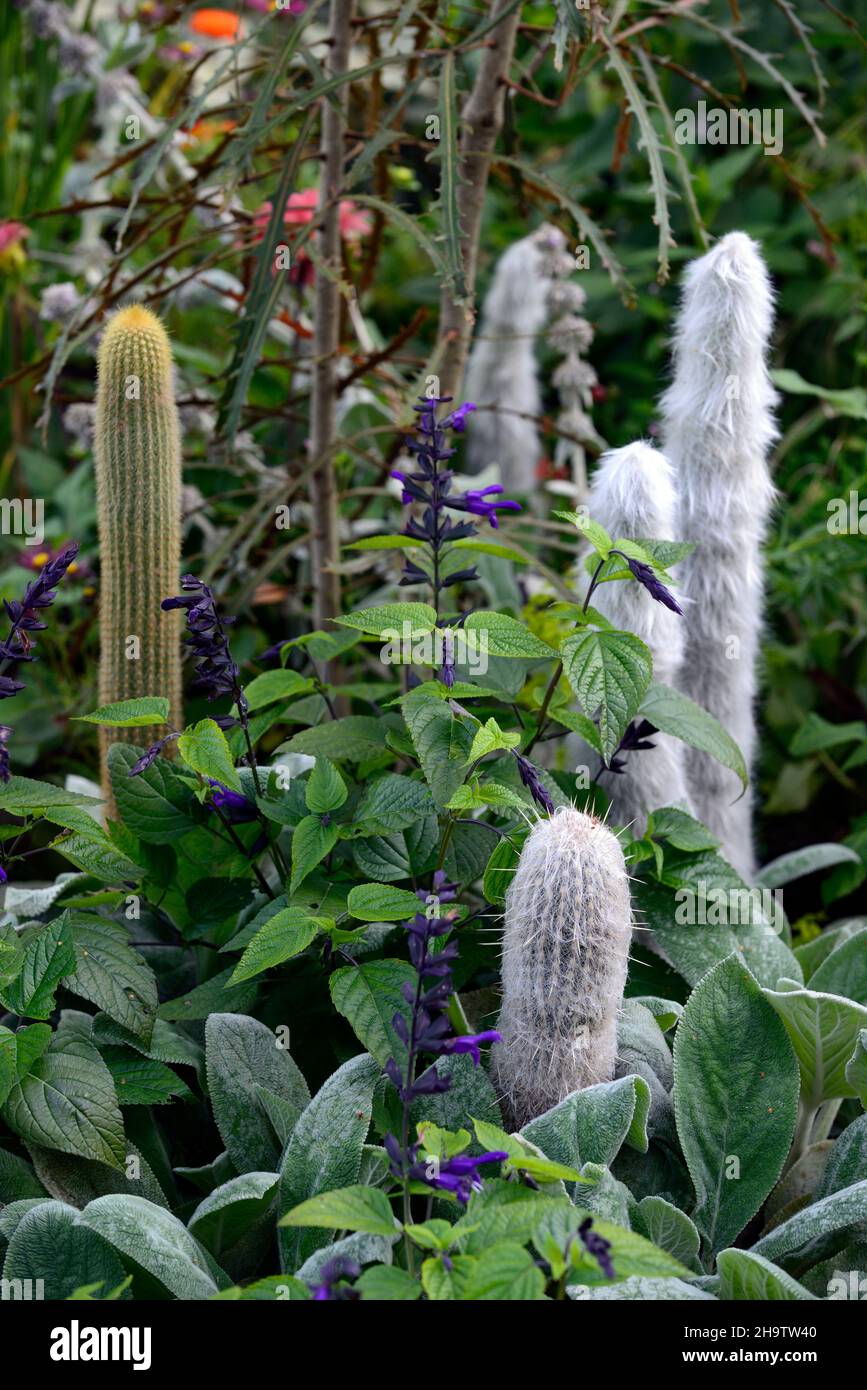 Cleistocactus strausii,Salvia Black and Bloom,anise-scented sage,silver ...