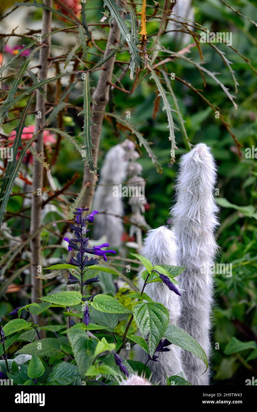 Cleistocactus strausii,Salvia Black and Bloom,anise-scented sage,silver ...