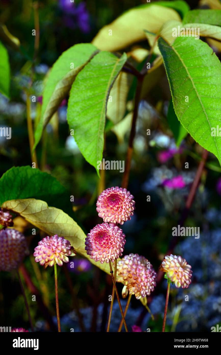 Dahlia Burlesca,Schefflera macrophylla,unusual plant combination ...