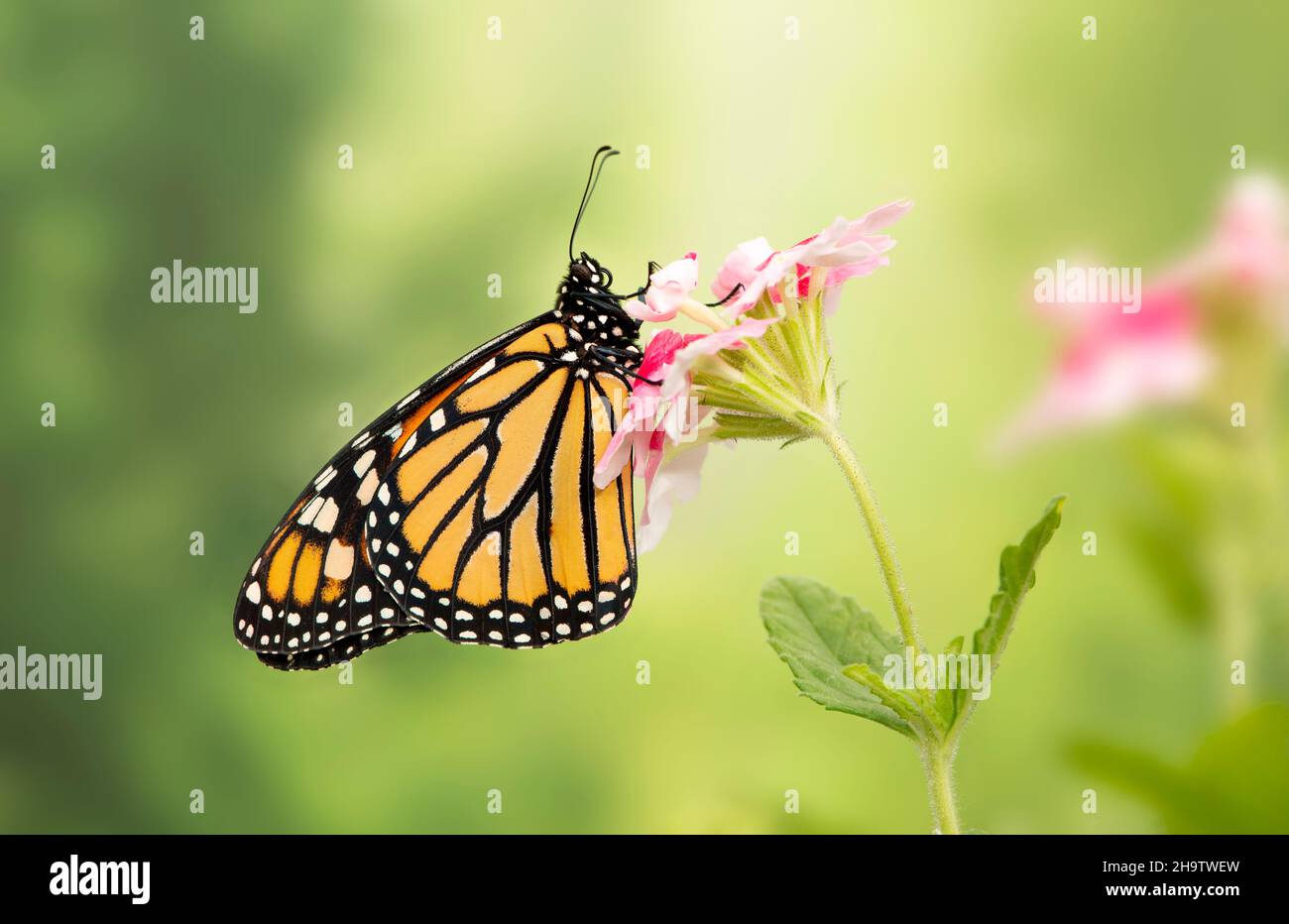 macro of a monarch butterfly / danaus plexippus, side view resting on ...