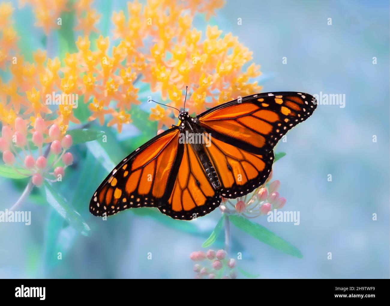 Macro of a monarch butterfly / danaus plexippus with spread wings on ...
