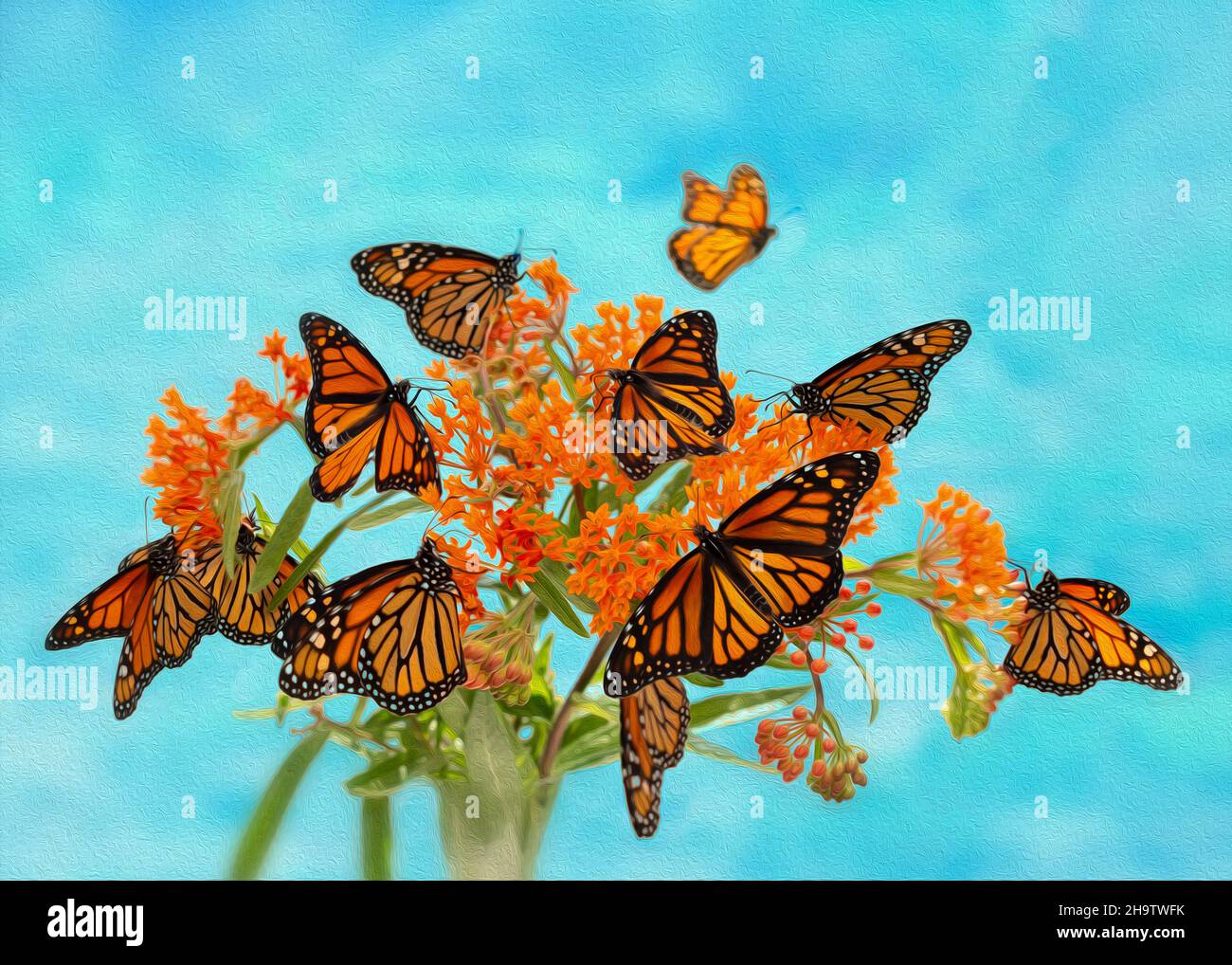 Blue milkweed butterfly hi-res stock photography and images - Alamy