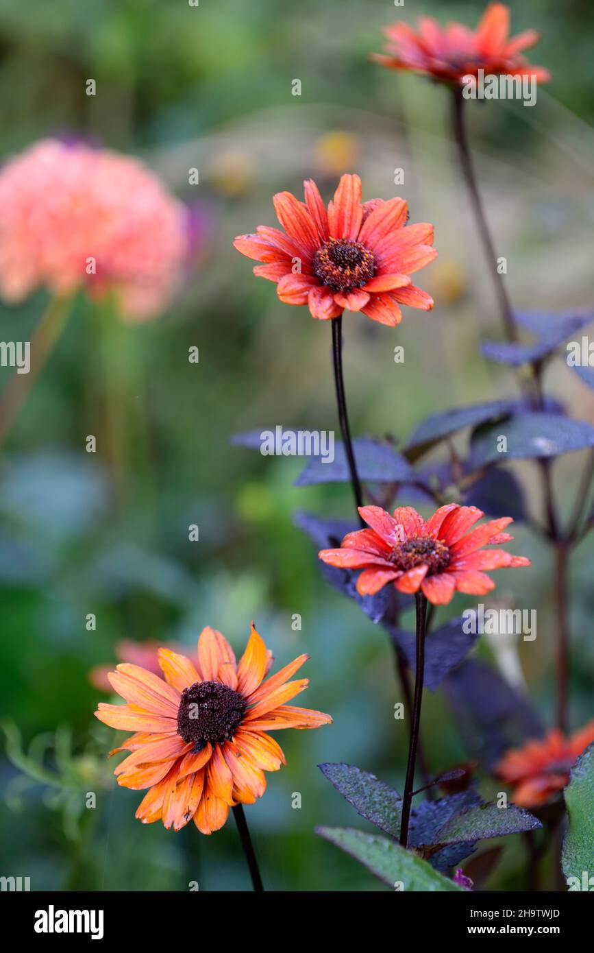 Heliopsis helianthoides var scabra Bleeding Hearts,copper,orange ...