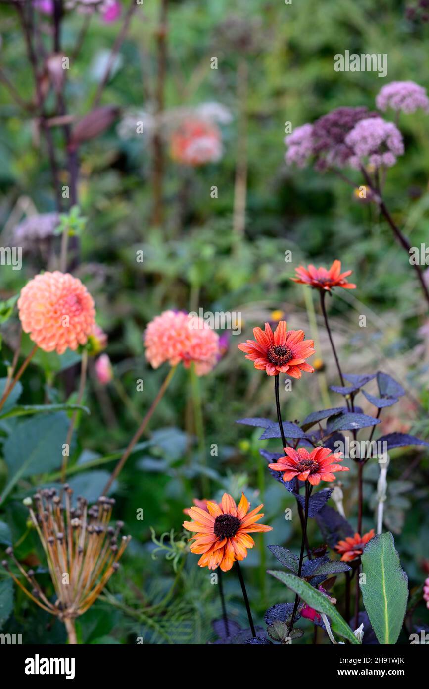 Heliopsis helianthoides var scabra Bleeding Hearts,copper,orange ...