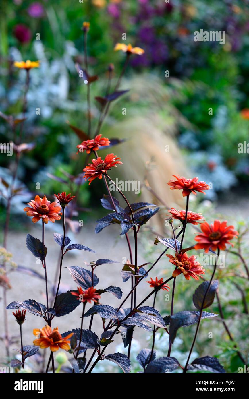 Heliopsis bleeding hearts hi-res stock photography and images - Alamy