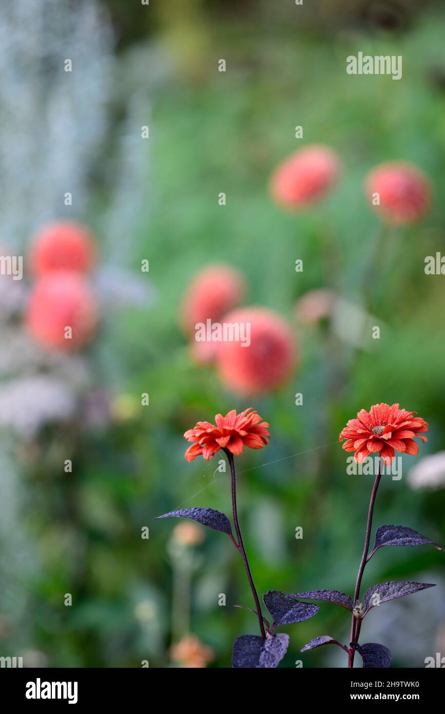 Heliopsis helianthoides var scabra Bleeding Hearts,copper,orange ...