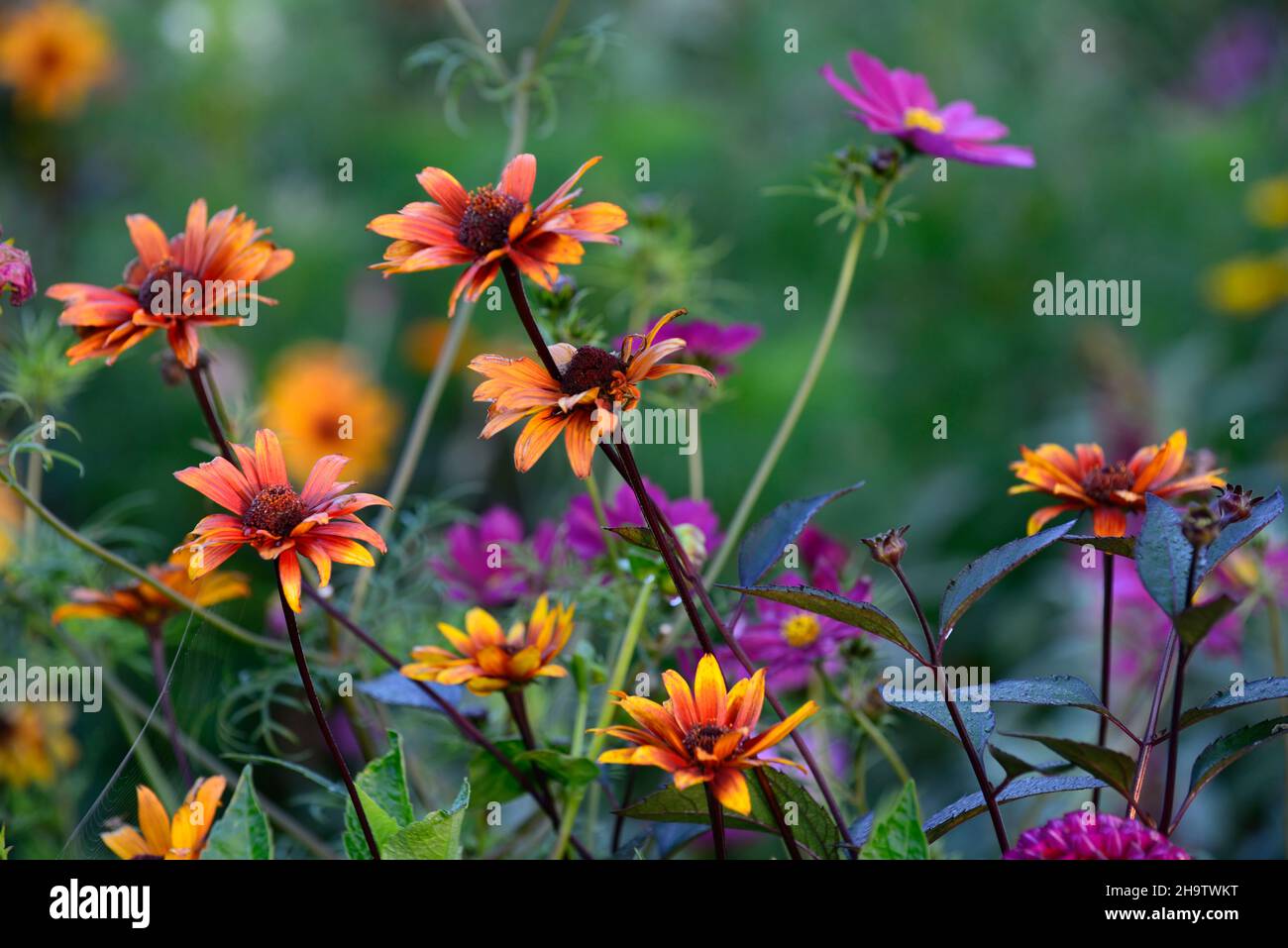 Heliopsis helianthoides var scabra Bleeding Hearts,copper,orange ...