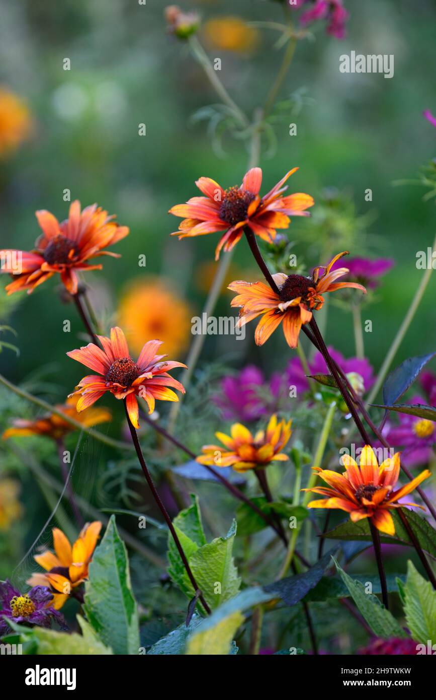 Heliopsis helianthoides var scabra Bleeding Hearts,copper,orange ...